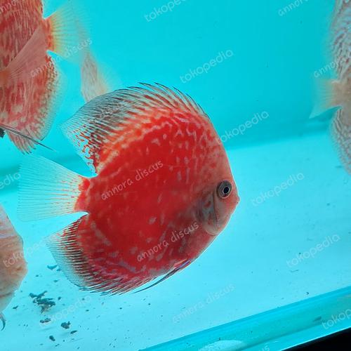 Jual DISCUS stardust size 2,5in - Kota Malang - annora discus | Tokopedia