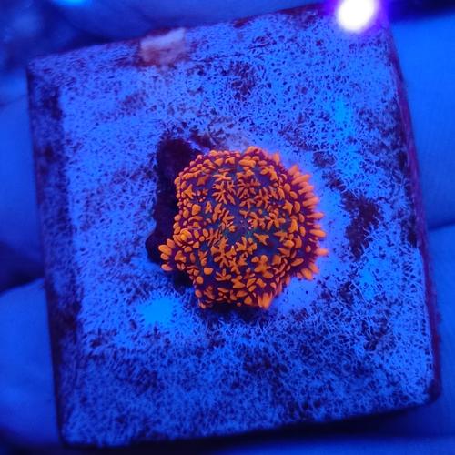 Jual super redbullseye rhodactics jamur aquarium laut coral - Jakarta ...