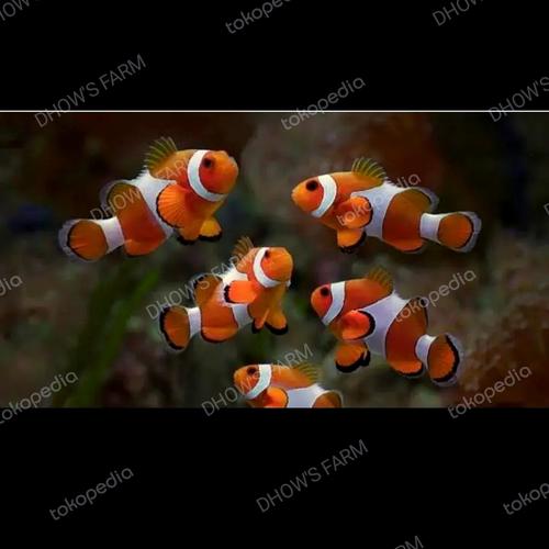 Promo Ikan Nemo Badut Air Tawar / Hiasan Aquarium - Kab. Bogor - Mars ...