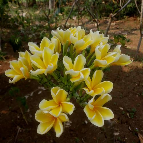 Jual tanaman hias kamboja bunga kuning // pohon Kamboja 1 meter - Kab ...