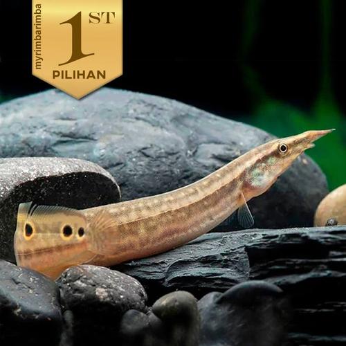 Jual Sili Bambu 10cm+ Ikan Hias Aquascape Hiasan Aquarium Tanaman Air ...