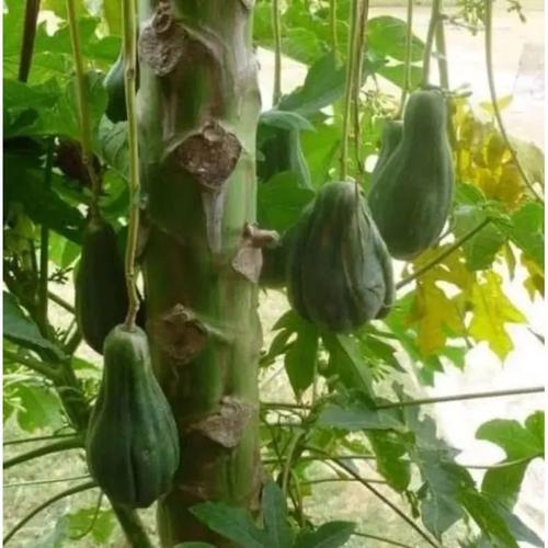 Jual akar pepaya gantung segar 500gram - Kota Tangerang - Tumbuhan hias ...