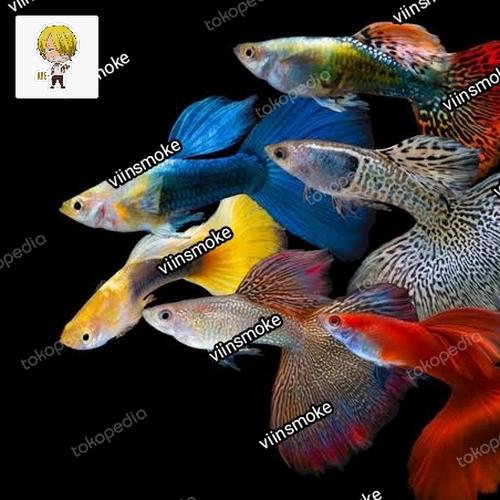 Jual ikan Guppy gapi gupi ikan hias air tawar aquascape - Jakarta Utara ...
