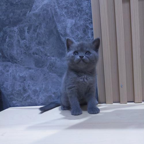 Jual kucing British short hair bsh abu solid - Kota Surakarta ...
