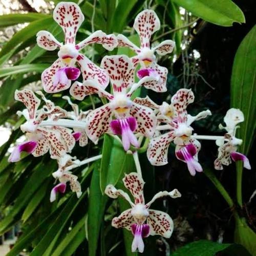 Jual anggrek vanda tricolor | anggrek spesies jawa - Kab. Ponorogo ...