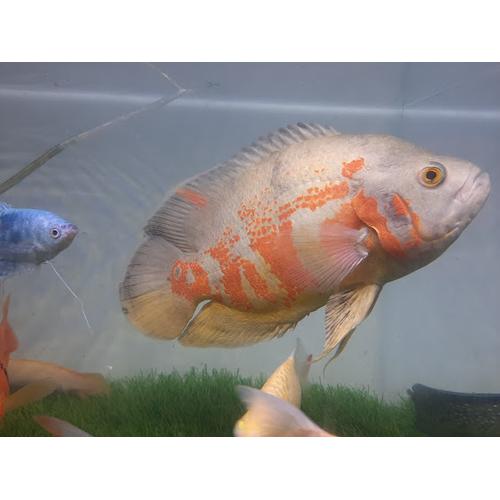 Jual Ikan Oscar Tiger Albino Jumbo 23 cm Aquarium - Jakarta Utara ...