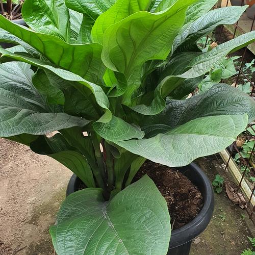 Jual tanaman anthorium jemani daun tebal ukuran besar - Kota Depok ...