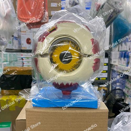 Jual Mata Besar | Anatomi Bola Mata Alat Peraga Phantom Manekin ...