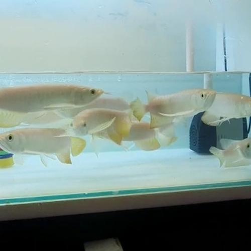 Jual Arwana Banjar Red Arwana Banjar Yellow Metallic - 13 cm Non Serti ...