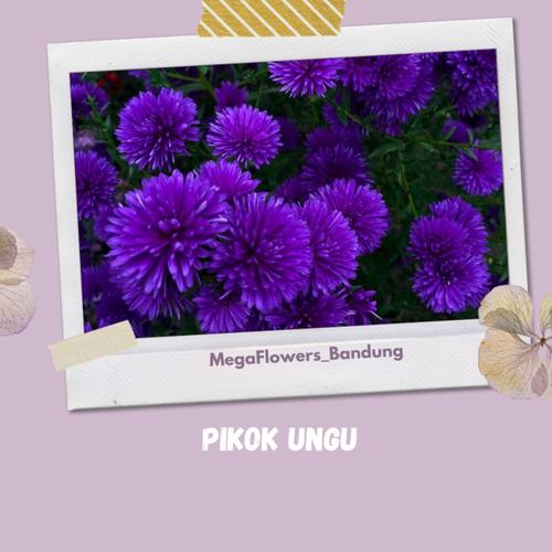 Jual Bunga Pikok Double Biru / Ungu - Fresh Flowers - Kab. Bandung ...