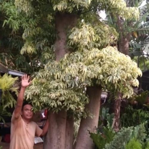 Jual kapuk randu varigata/bonsai randu varigata besar - Kab. Bogor ...