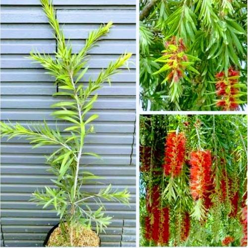 Jual Tanaman Sikat Botol Bunga Sikat Botol Beasar Murah - Kab. Kediri ...