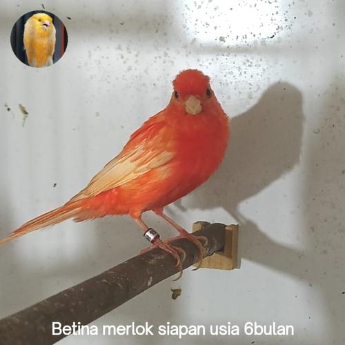 Jual kenari merlok betina - Kota Bogor - Han kenari | Tokopedia