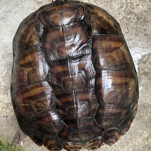 Jual common snapping turtle cst jumbo 29cm galak ga ada lawan - Kota ...