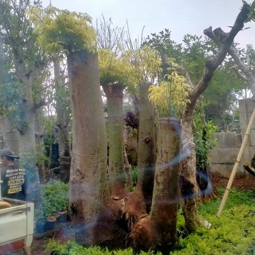 Jual bonsai randu varigata/fosil kapuk randu varigata ukuran besar ...