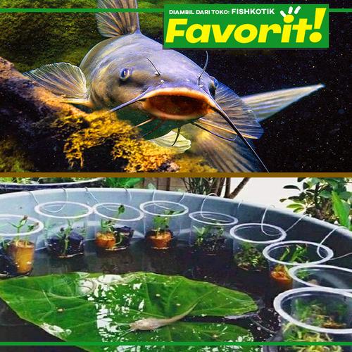 Jual Lele Mutiara Ikan Hias Predator Hiasan Aquarium Aquascape Tanaman ...