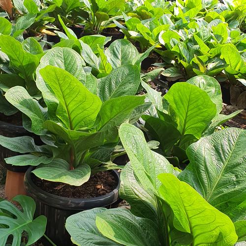 Jual tanaman anthorium jemani daun tebal ukuran lumayan besar - Kota ...