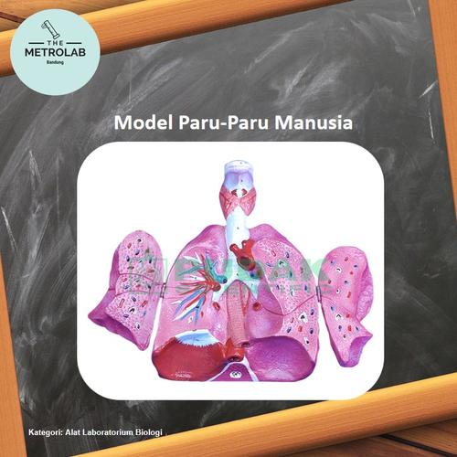 Jual Model Paru-Paru Manusia | Human Lungs Model - Kab. Bandung ...
