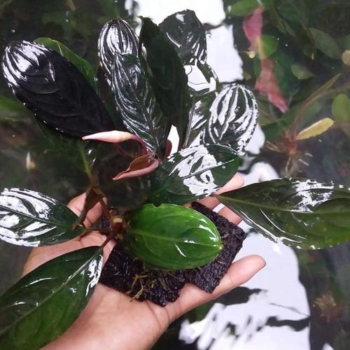 Jual Bucephalandra Skeleton King Dark Achilles Buce SK - Tanaman ...