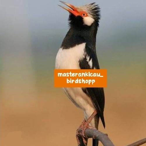 Jual burung jalak suren Malaysia jantan dewasa mewah langka - Jakarta ...