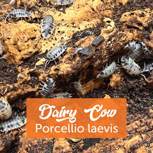 Jual [+BONUS] Dairy Cow Isopod - Porcellio laevis - Bioactive CUC ...