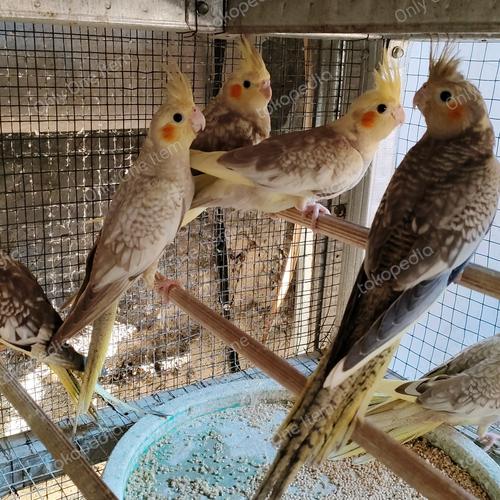 Jual Burung Falk Parkit Australia Cockatiel - Pearl - Kota Bekasi ...