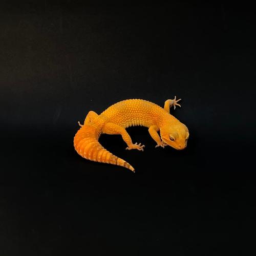Jual Leopard Gecko shtctb/sunglow "Hellboy Project" - E - Kab. Sleman ...