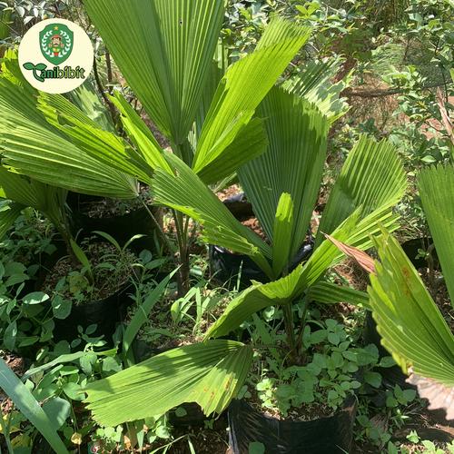 Jual Bibit pohon palm kol pohon palm kipas tanaman hias peneduh - Kota ...