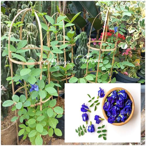 Jual Tanaman herbal bunga telang/Tanaman rambat teleng - Jakarta Utara ...