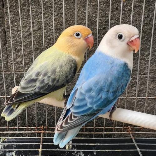 Jual LOVEBIRD 1 PASANG BIOLA PB EWING X BIOLA BLUE - Jakarta Selatan ...
