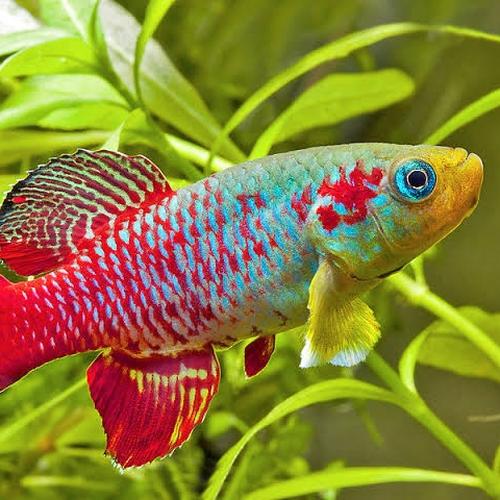 Jual guentheri killifish - Kota Depok - aQualaris | Tokopedia