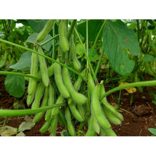 Jual 5 biji - Benih Edamame Kedelai Jepang unggul - Kota Semarang ...