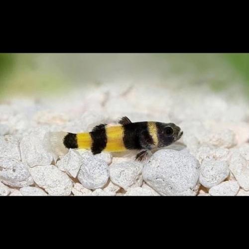 Jual ikan goby - ikan hias goby bumble bee aquascape1 - Kota Depok ...