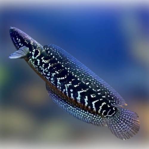 Jual ikan hias cana channa chana asiatica 15cm ikan hias aquascape ...