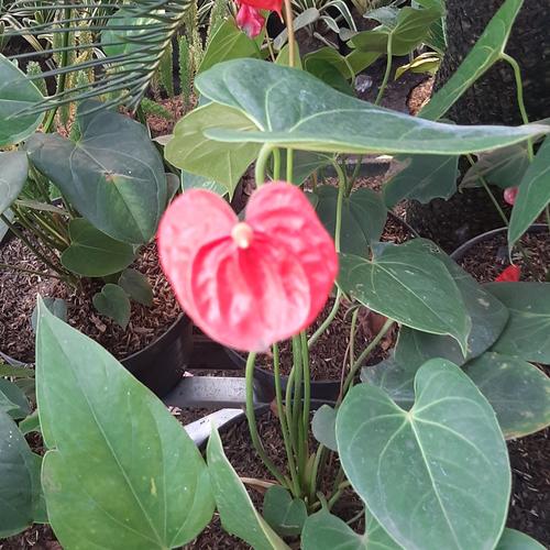 Jual bunga anthurium andraeanum merah // mikimos - Kab. Bogor - taman ...