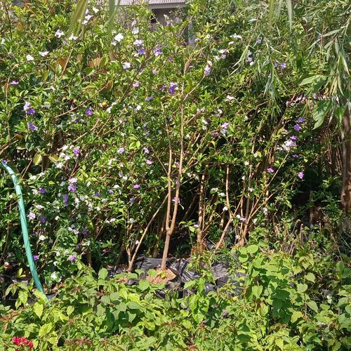 Jual bibit tanaman hias melati costa tinggi 120-130 cm batang kokoh ...