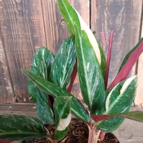 Jual calathea Bali variegata/marantah bali variegata - Kab. Bandung ...