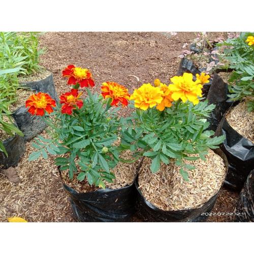 Jual Tanaman hias bunga suyyok Marigold mini /tanaman hias suyyok gold ...