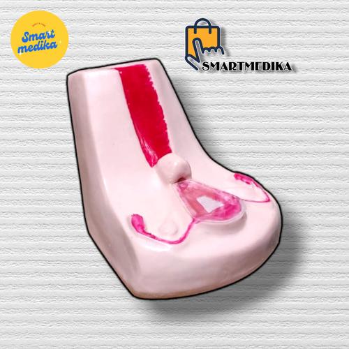 Jual PHANTOM / MANIKIN MODEL IUD UTERUS / MANEKIN UTERUS - Jakarta ...
