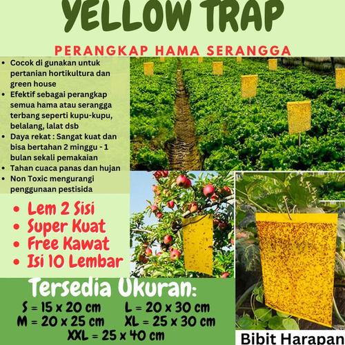 Jual Yellow Trap Perangkap Lem Lalat Buah Kertas Hama Serangga Tanaman ...