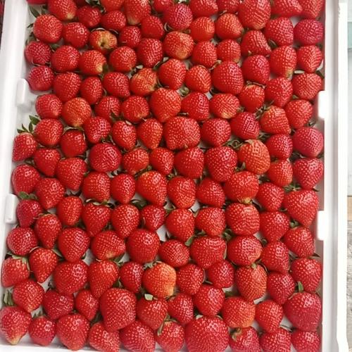Jual stobery stawberry 1kg - Kab. Bandung Barat - 00099 | Tokopedia