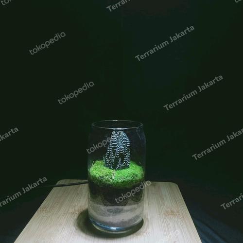 Jual Haworthia Terrarium- open terrarium| succulent Moss| kado unik ...