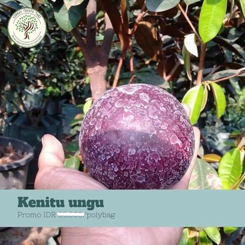 Jual Bibit Tanaman Buah Kenitu Ungu-Pohon Kenitu Ungu-tanaman sawo apel ...
