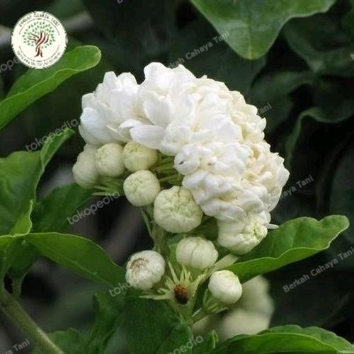 Jual Tanaman Bunga Melati Tuscani/Melati Telur-Pohon Bibit Melati Telor ...