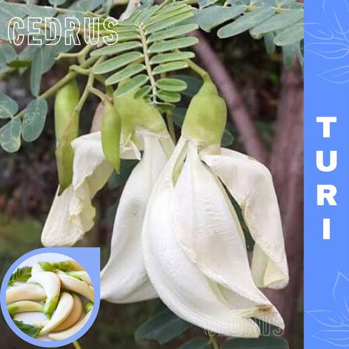 Jual Bibit Biji Benih Bunga Turi Super - Kab. Purwakarta - Cedrus ...