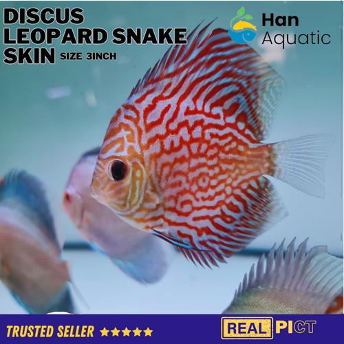 Jual Discus Leopard Snake Skin Ikan Hias Air Tawar Aquarium Sehat 3 ...