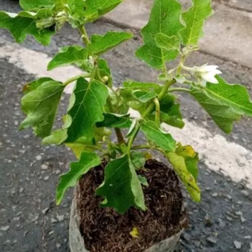Jual tanaman terong bulat terong lalap sudah berbunga dan berbuah ...