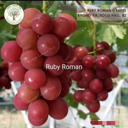 Jual Bibit Tanaman Anggur Import Ruby Roman-Pohon Anggur Impor Ruby ...