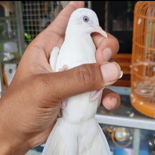 Jual burung perkutut putih kapas grade A pilihan - Jakarta Timur - toko ...