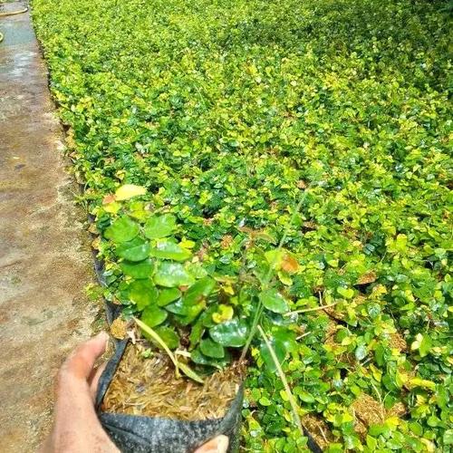 Jual TANAMAN HIAS DOLAR DAUN KECIL - TANAMAN HIAS RAMBAT PAGAR - Kab ...